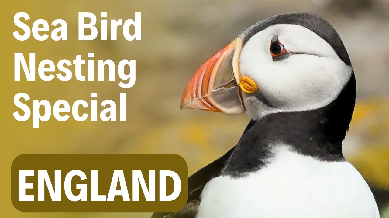 Sea Birds of RSPB Bempton Cliffs | Virtual Bird Watching Trip - YouTube