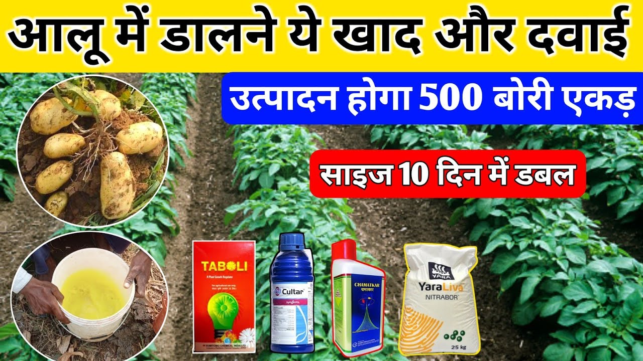 आलू का साइज और पैदावार बढ़ाने की बेस्ट दवा | Aloo Mota Karne Ki Dawai ...
