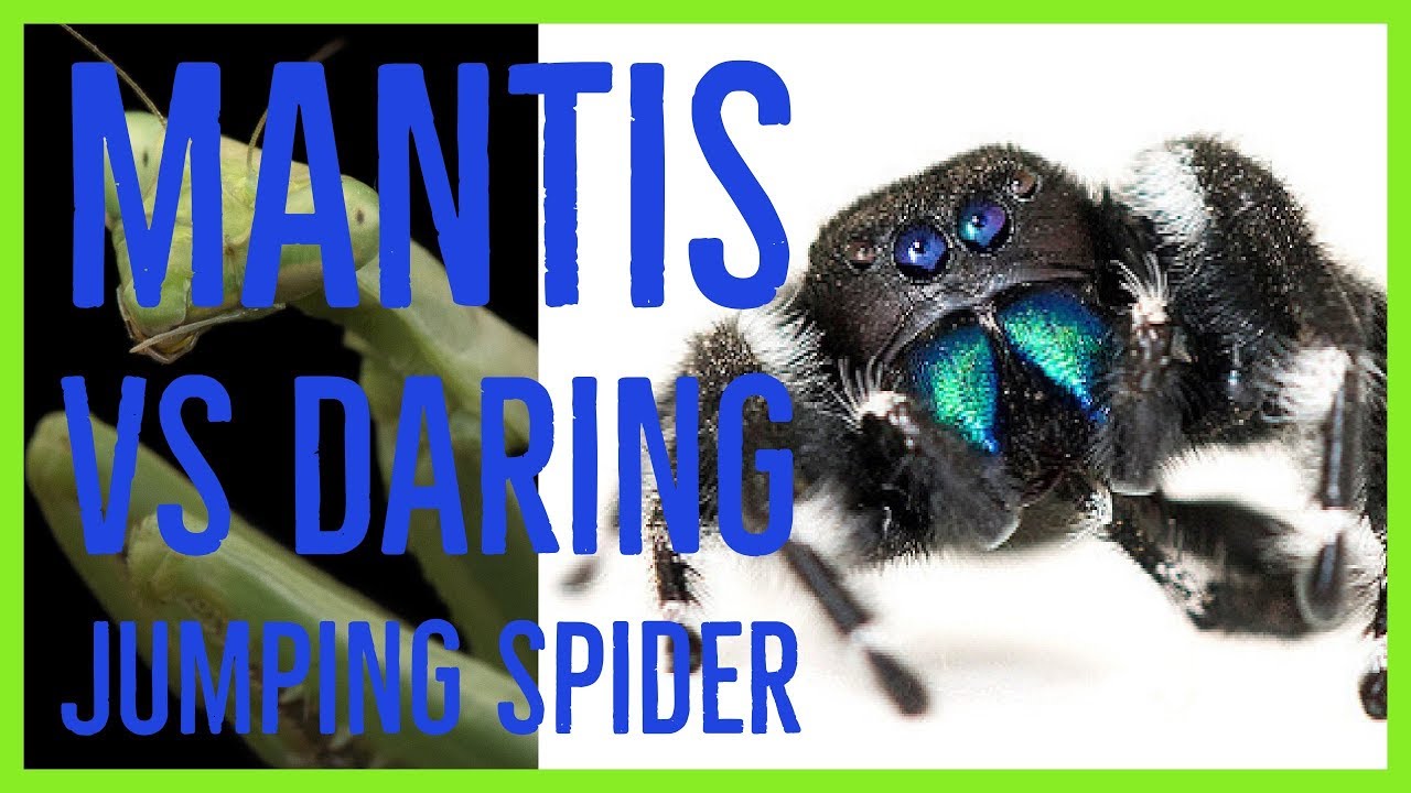 Praying Mantis Good Fight with Daring Jumping Spider - YouTube