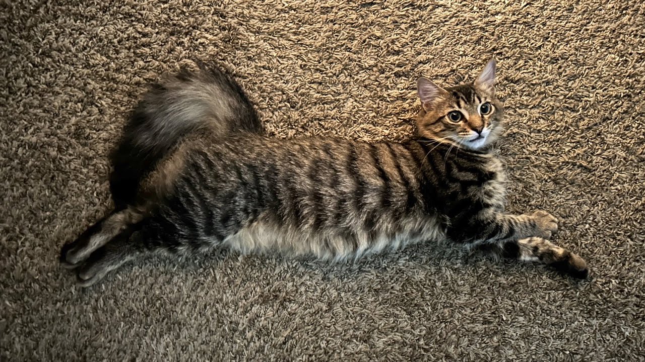 Maine Coon - YouTube