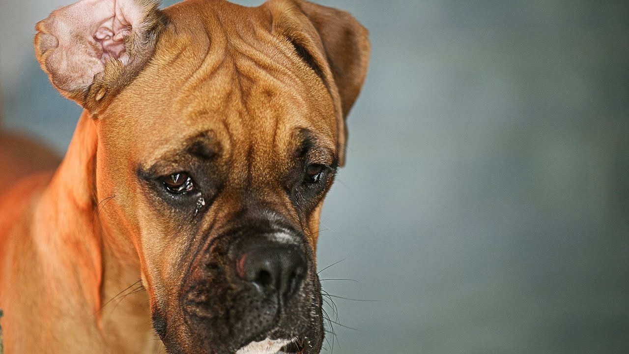 Boxer Dogs & Reflexology: Stimulating Pressure Points for Wellness ...