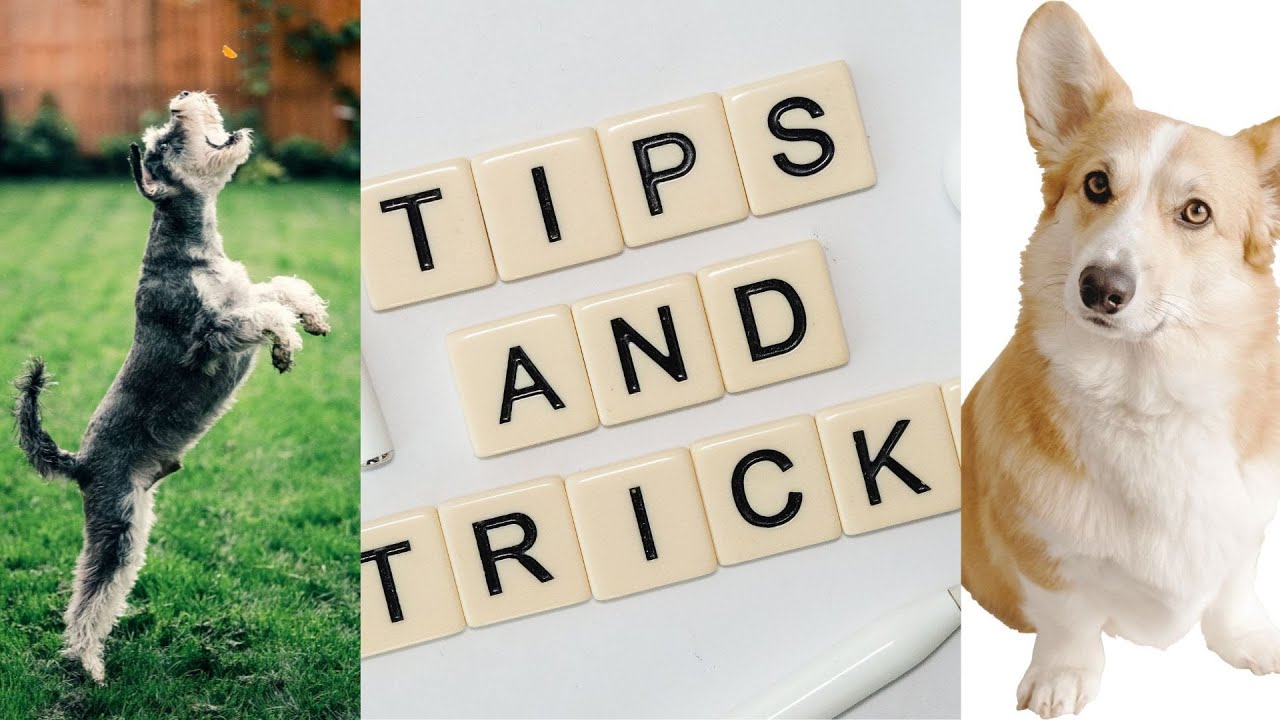 10 COOL dog tricks to teach your dog! - YouTube
