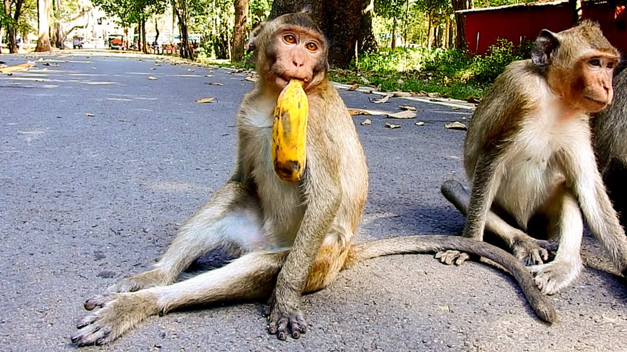 Million Pitifull.. Jody Monkey Sitting So Sad Not Interesting Food ...