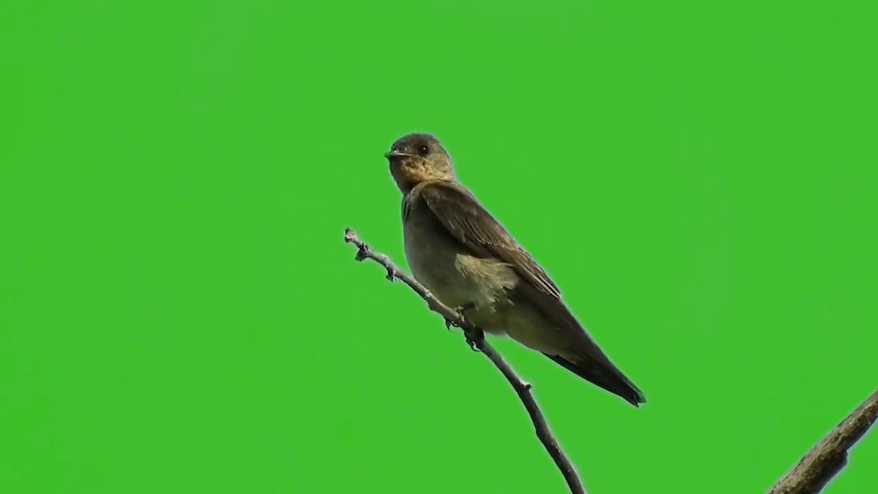 Birds green screen Hd free video || copyrighted free - YouTube