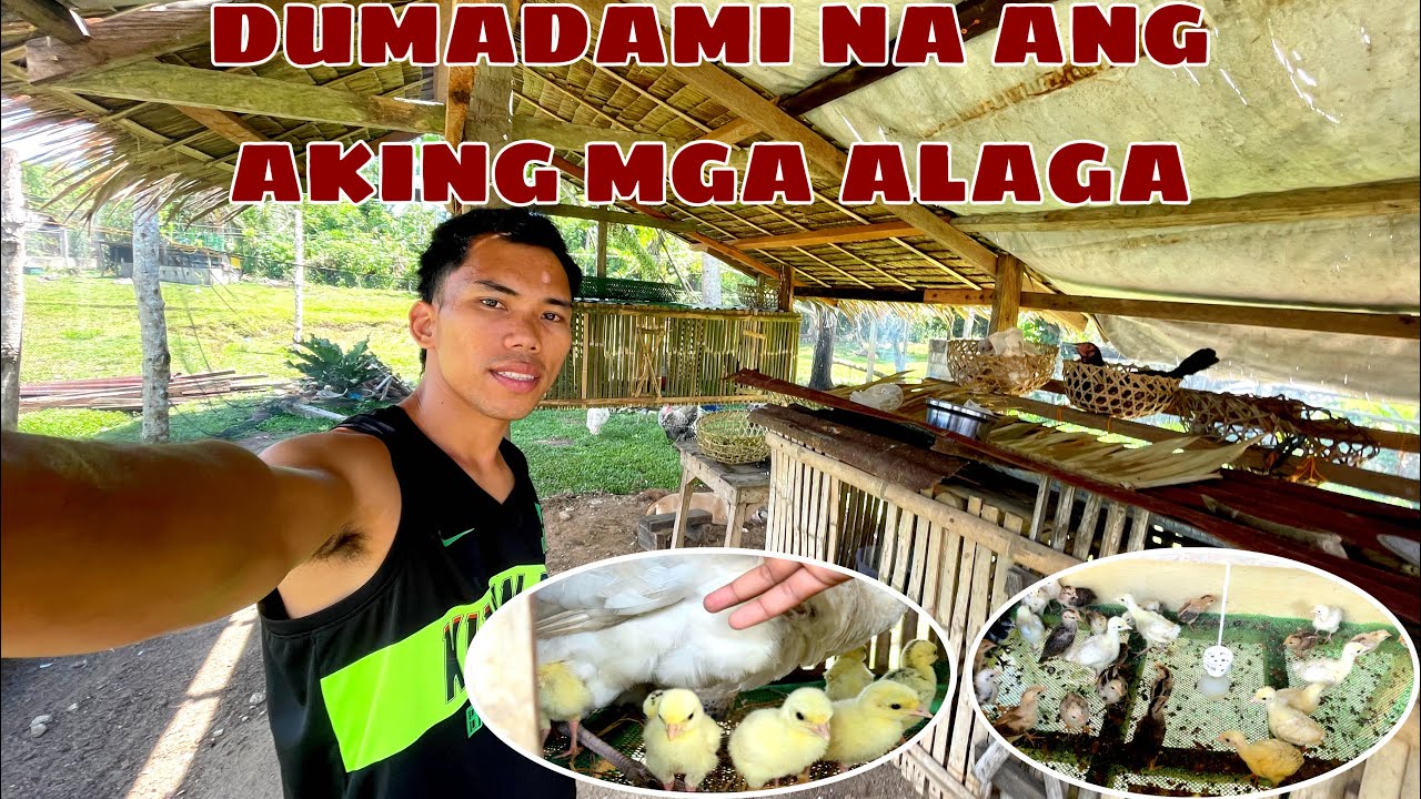 UPDATE SA AKING BACKYARD FREE RANGE PABO AND NATIVE CHICKEN FARM ...