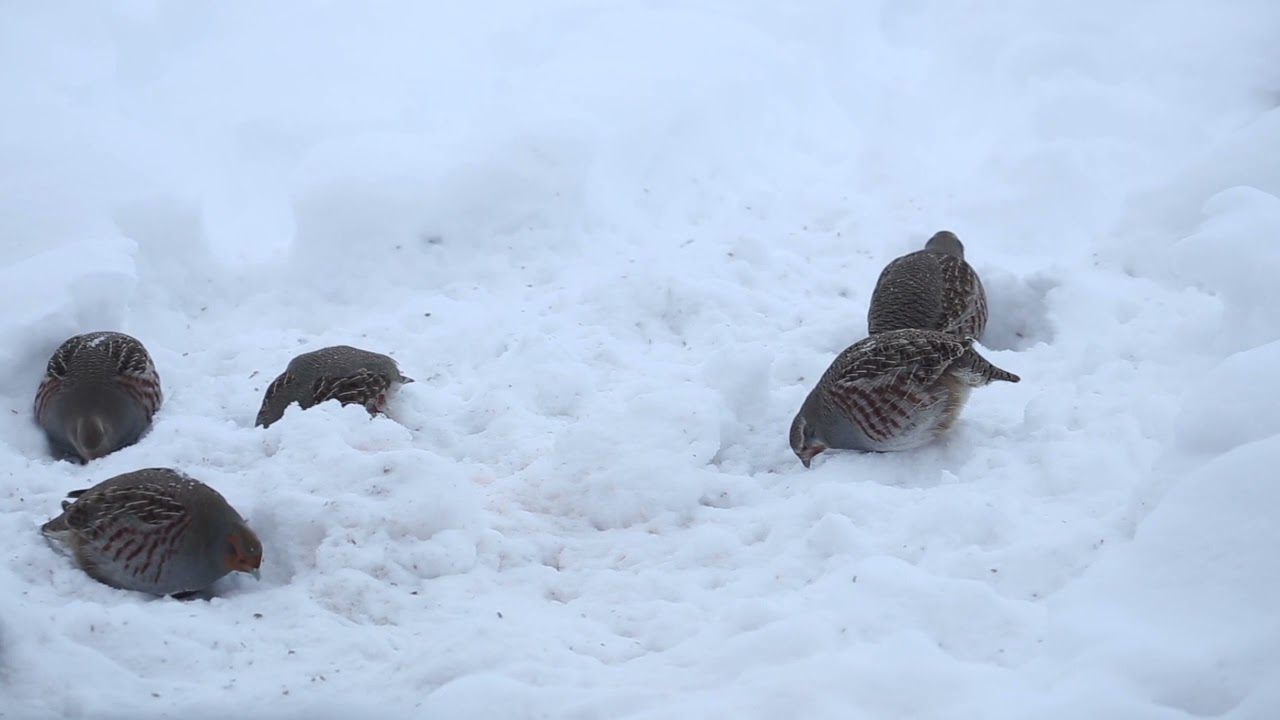 Gray Partridge in the snow - YouTube