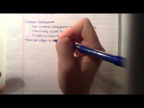 Basic brain notes - YouTube