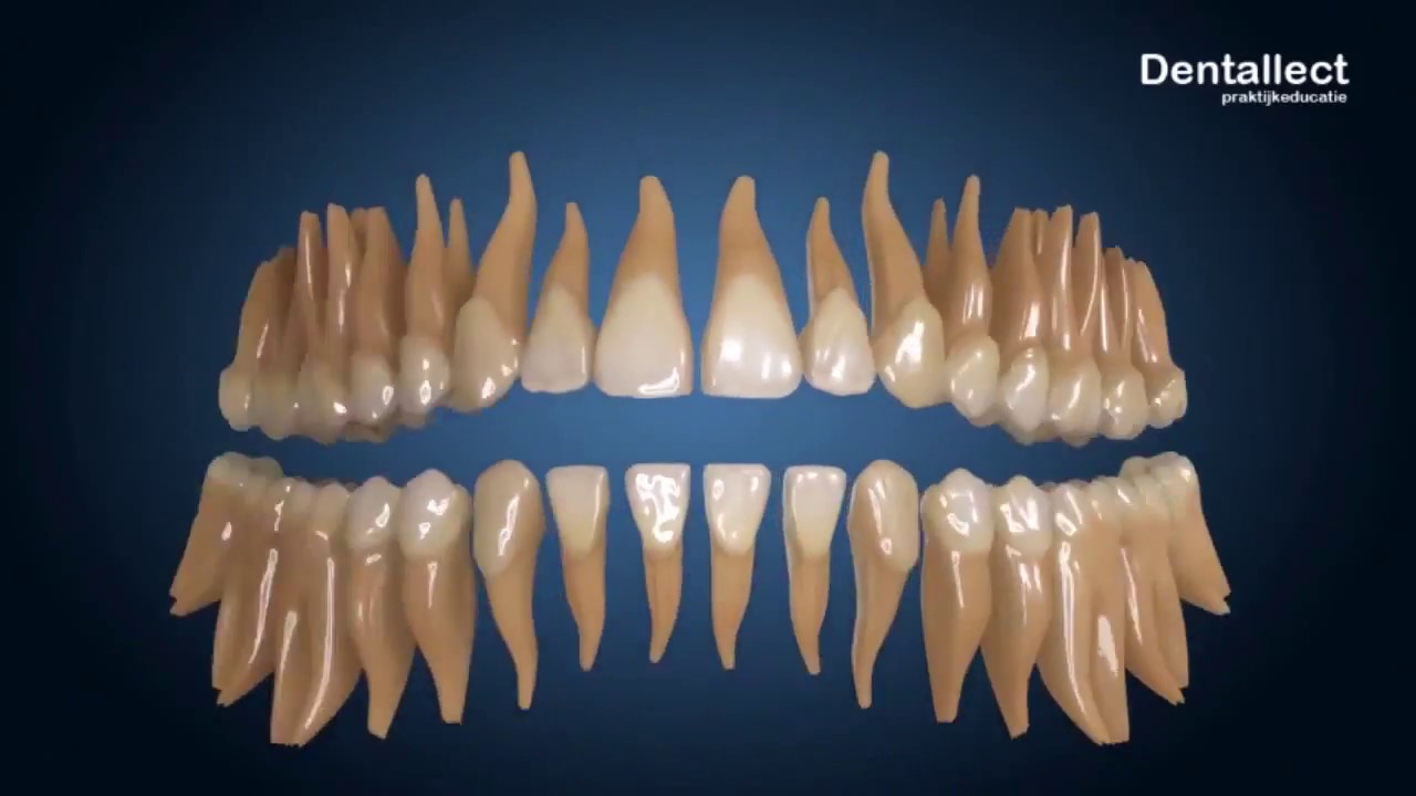 Stap 1. | Basis start tandartspraktijk - YouTube