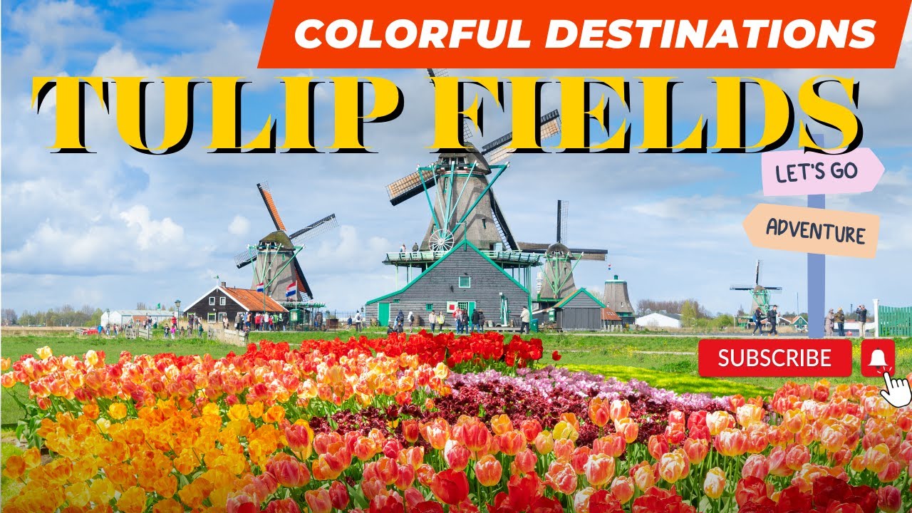 Tulip fields in Netherlands. Relaxing scenic views 4K and relaxing ...