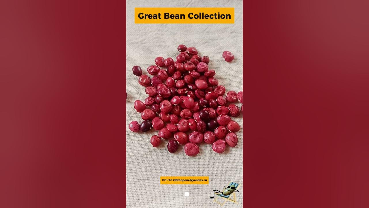 Фасоль лимская масляный горох красный семена Lima beans red butter peas ...