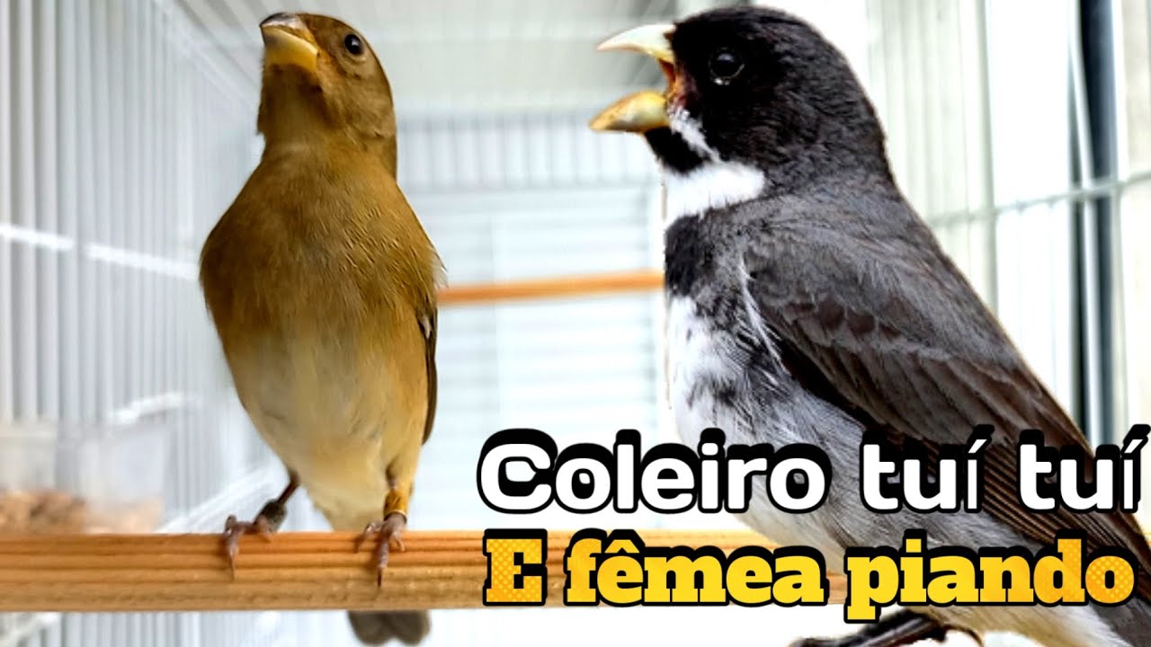 Coleiro tuí tuí puro e fêmea chamando - YouTube