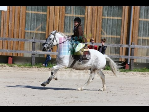cso rebeuville (première poney1) avec shamalow du rond pré - YouTube
