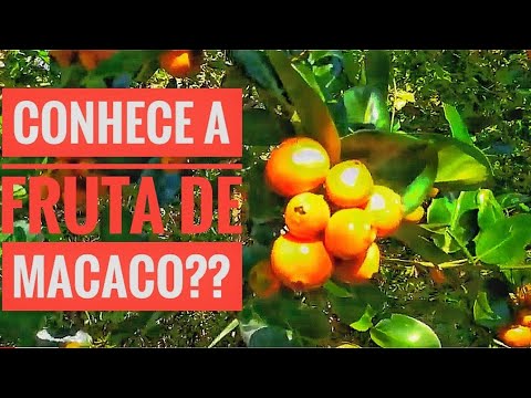 FRUTA AMARELA| FRUTAS BRASILEIRAS - FRUTA DE MACACO - YouTube