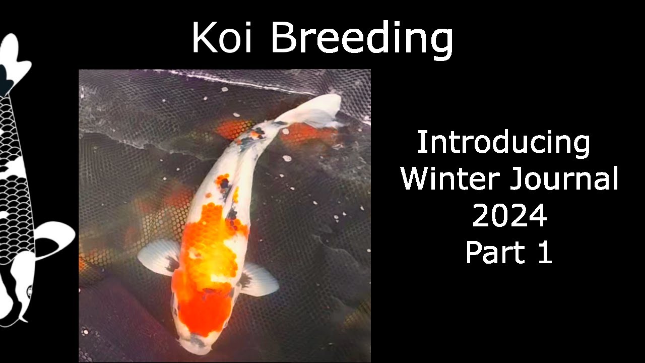 Introducing the Winter Koi Journal 2024: The Koi Grow On! Part 1 - YouTube