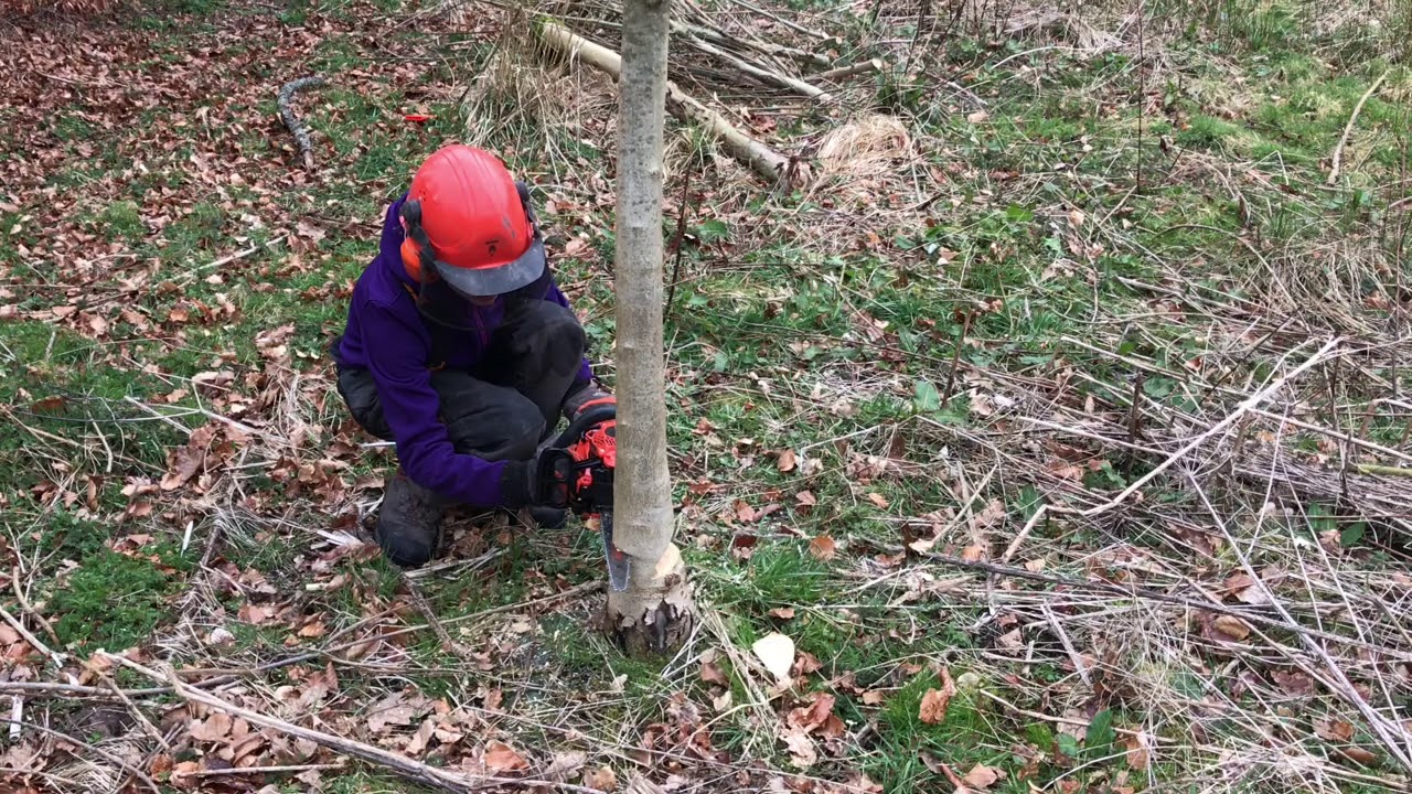 Ash Coppice - YouTube