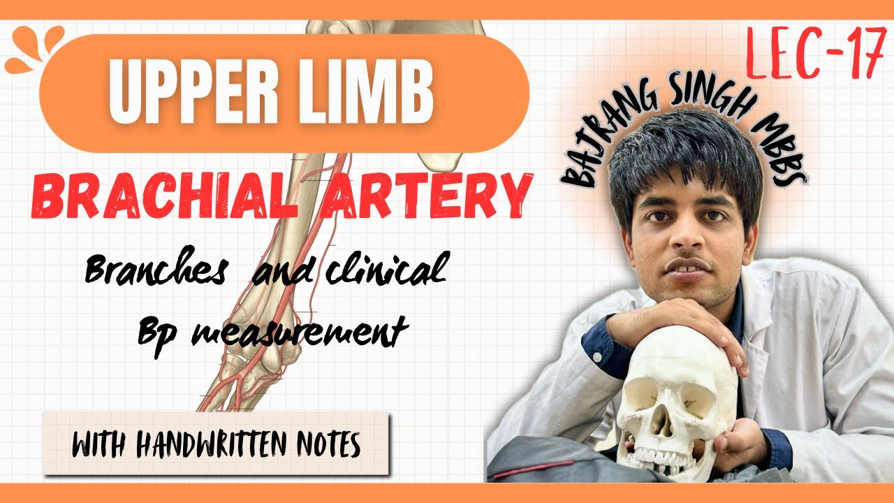 Brachial artery and its branches with notes , bp measurement by ...