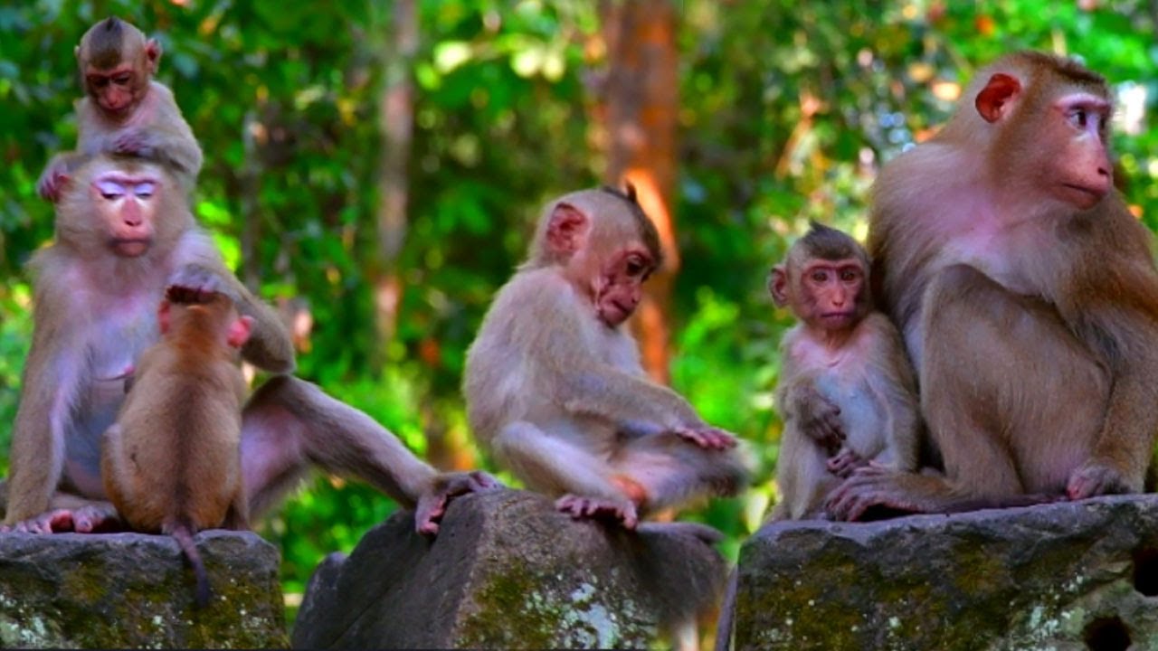 Rambo and mother Concentration of monkey under trees on temple rocks ...