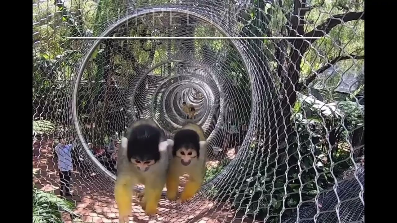 squirrel monkey jumpscare - YouTube