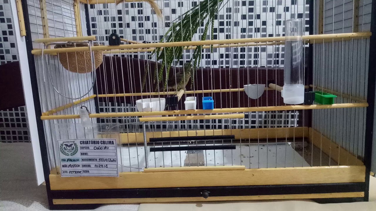 COMO ESCOLHER UMA FEMEA PARA INICIAR A CRIAÇÃO - YouTube