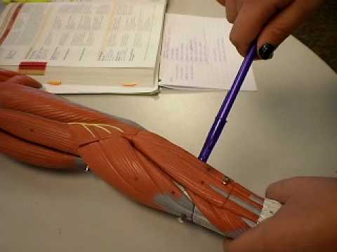 Extensor Hallucis Longus Model