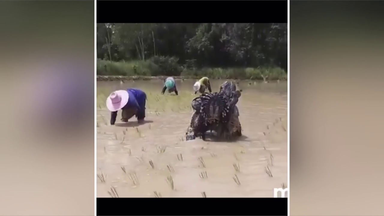 PREDATOR SPOTTED ON EARTH GONE WRONG!!! | WANTS TO LEAVE NOW!!! - YouTube