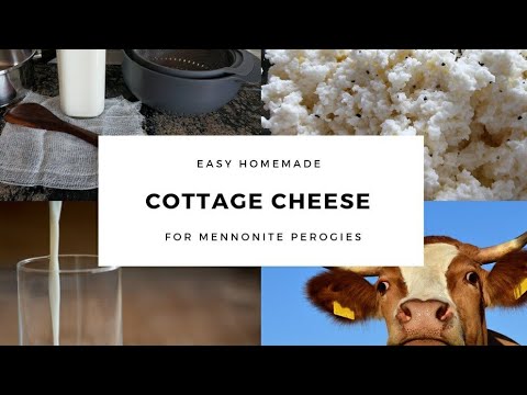 Easy HOMEMADE COTTAGE CHEESE for Mennonite perogies - YouTube