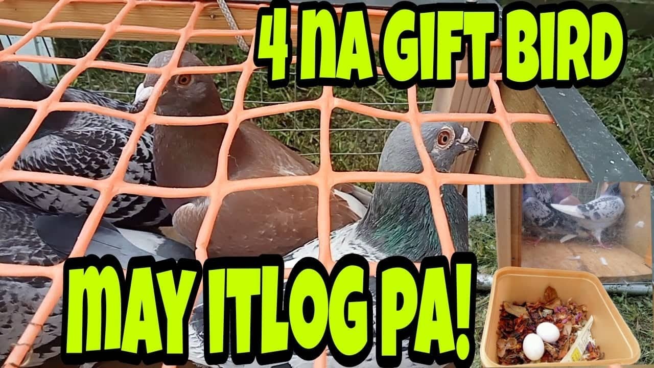 4 na gift bird may itlog pa! - YouTube