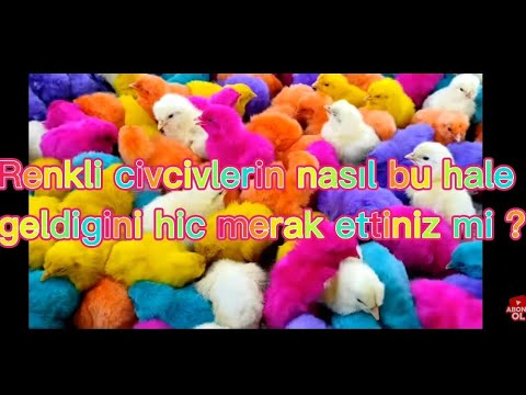 Renkli civcivler nasıl bu hale geliyor hic merak ettiniz mi ? Almayın aldırmayın #chicken #tavuk