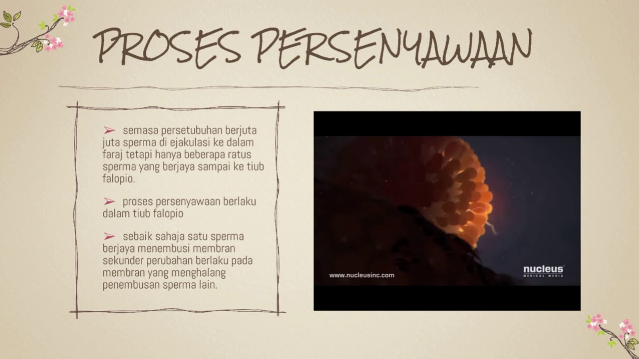 Biologi Tingkatan 4 Bab 15.4 Perkembangan Fetus Manusia | SMK LENGA ...