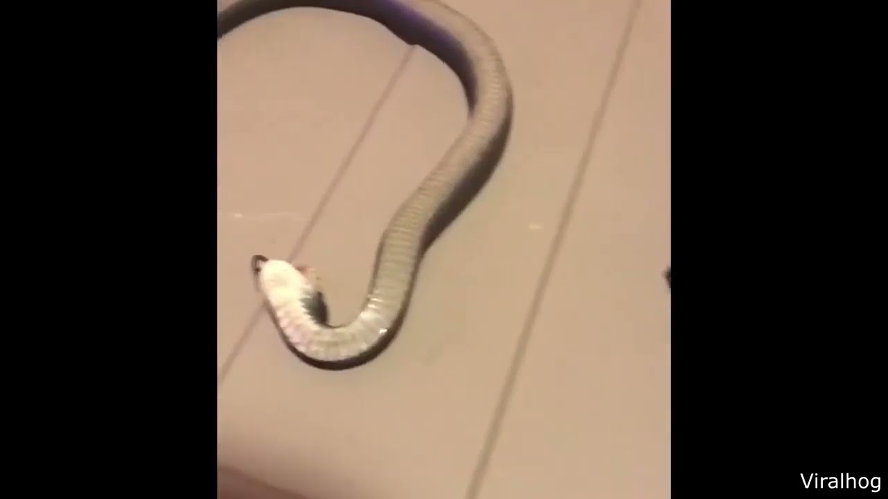 dramatic snake dies after being touched - YouTube