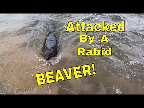 Dangerous Wildlife: Man Attacked By A Rabid Beaver