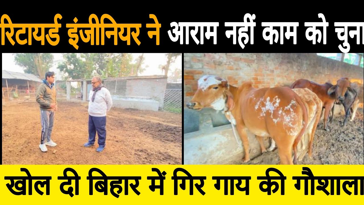 Bihar k Engineer ne kholi Gir Gay ki farm | Gir cow farm in Bihar ...