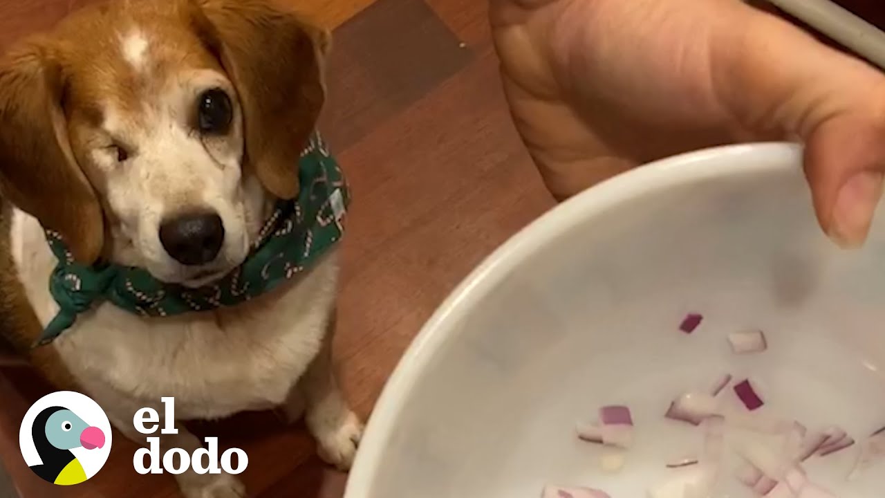 Cocinar con tu perro puede ser muy divertido I El Dodo - YouTube