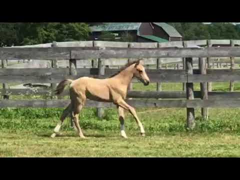Corteo W5 2019 Buckskin Swedish Warmblood Colt by Cyklon 1083 - YouTube