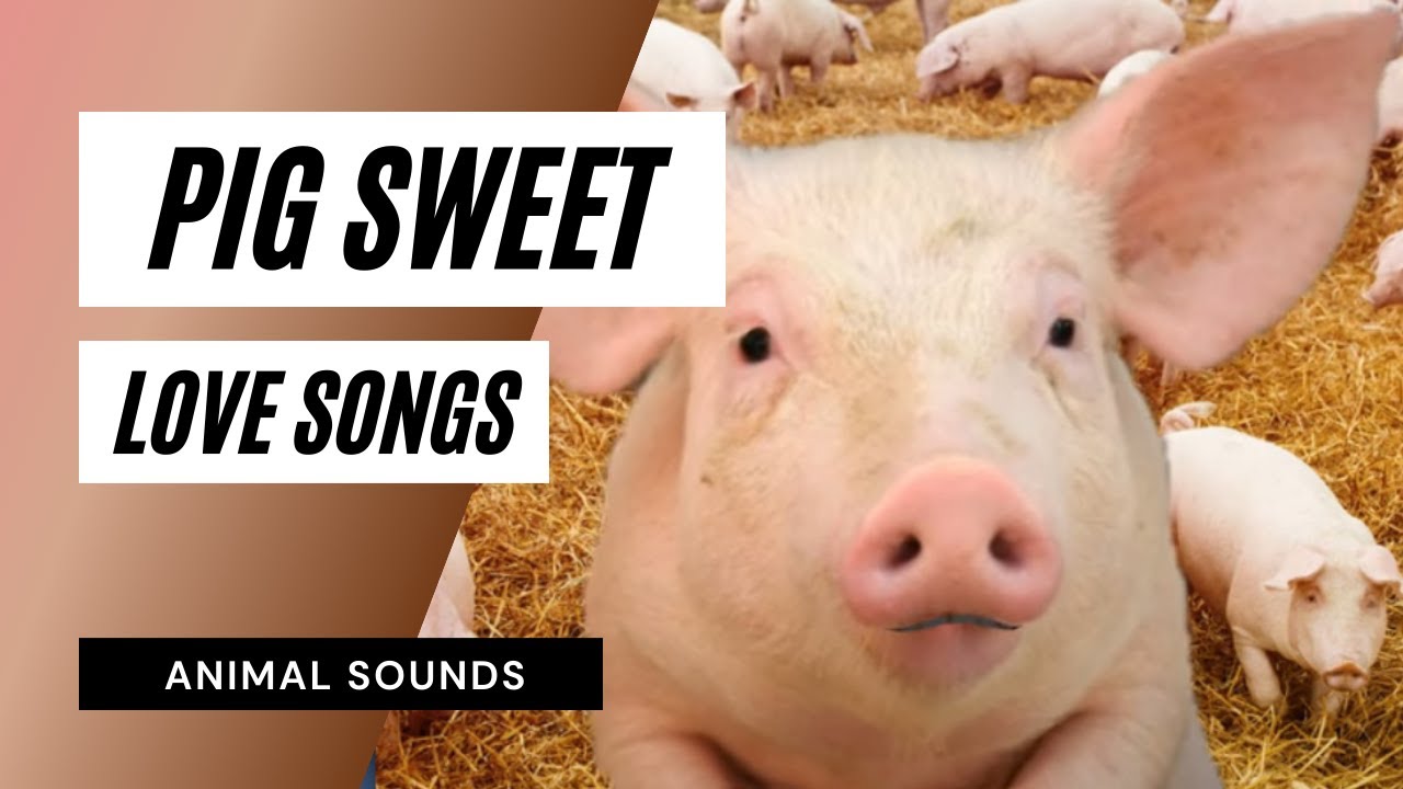 The Animal Sounds: Pig, Sweet Love Song / Sound Effect / Animation ...