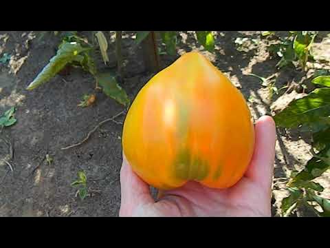 Томат Сердце Зебры. Первые спелые плоды. - YouTube