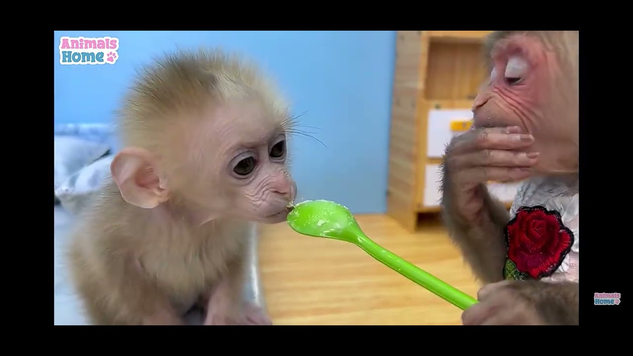 Monkey care - YouTube