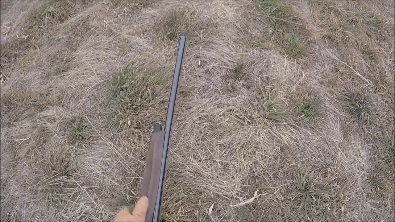 A Colorado Pheasant Hunt - January 11, 2019 - YouTube