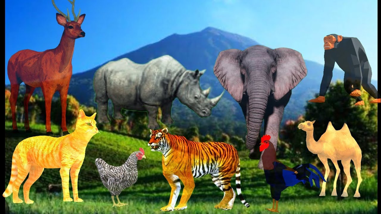 Gruop Of Animals, Cat,Sow,Chick, Camel,Tiger,Hen,Elephant,Giraffe,Monky ...