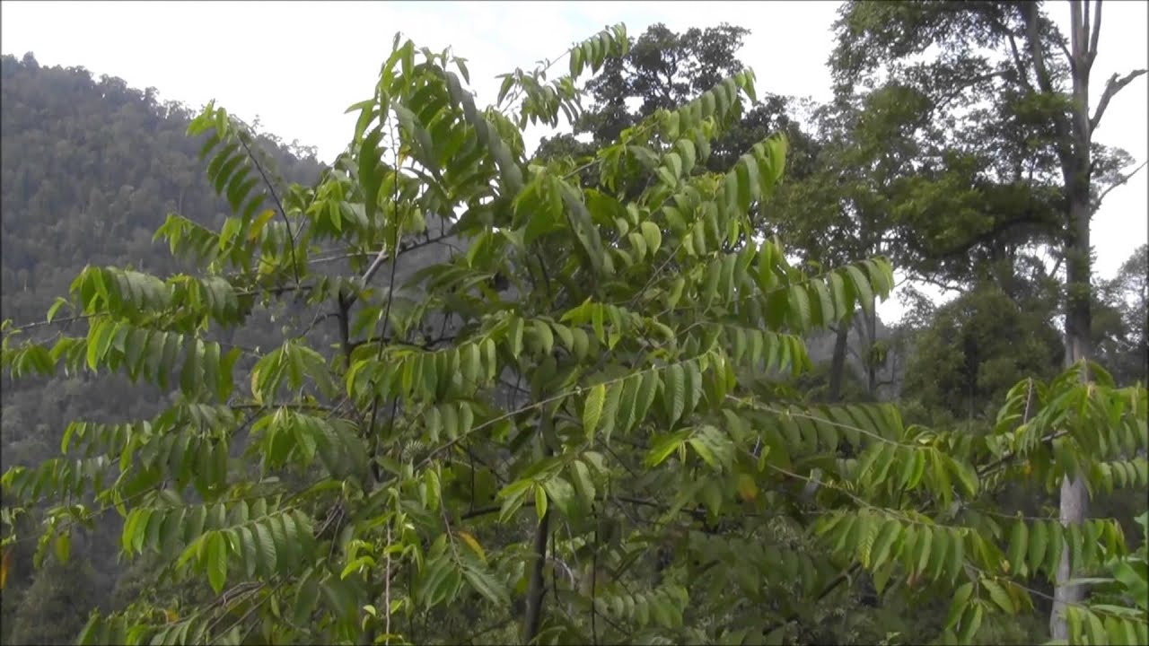 Cameron Highlands Wild Custard Apples - YouTube