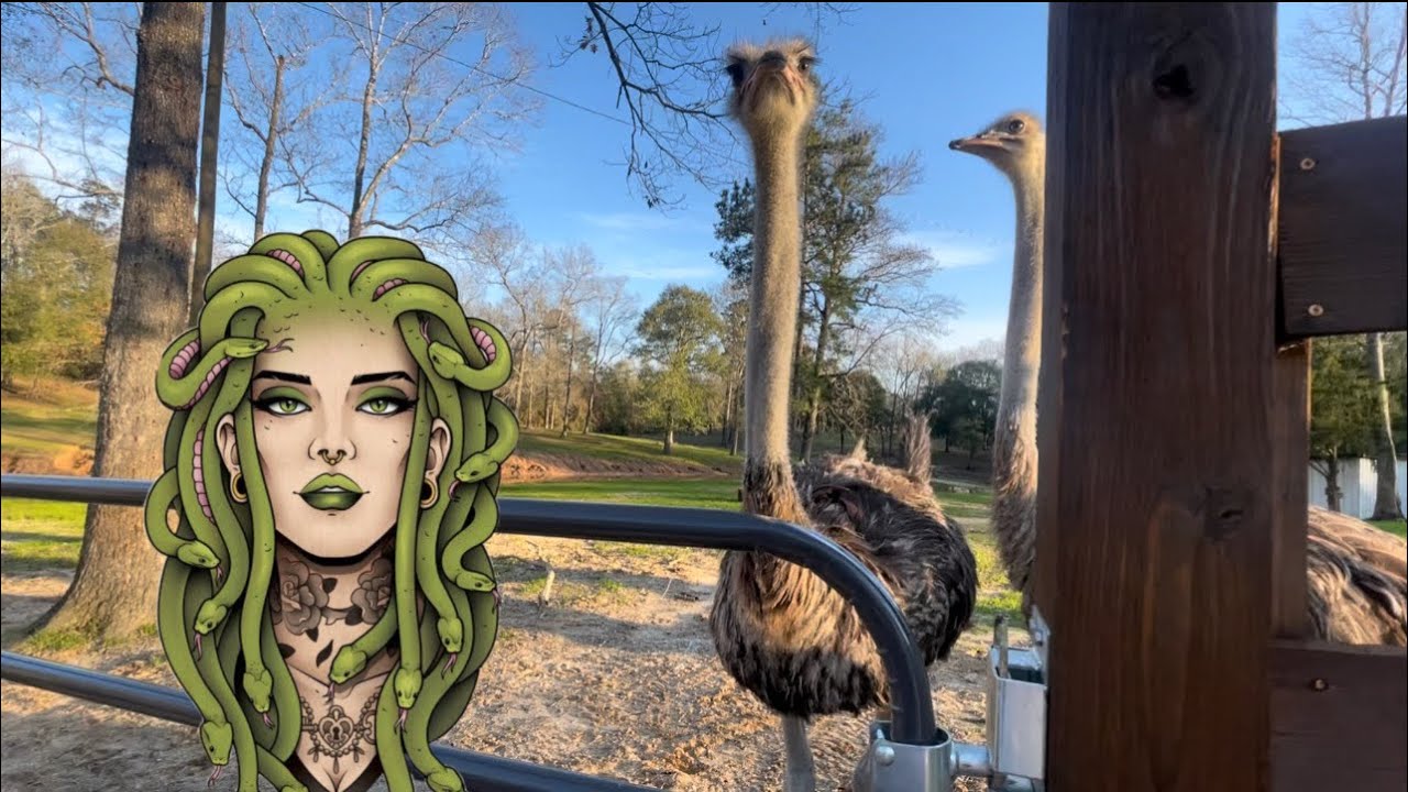 In search of: OSTRICH TRAINING! - YouTube