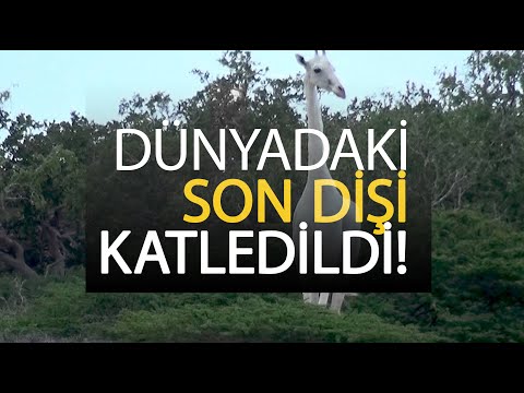 DÜNYADAKİ SON DİŞİ ZÜRAFA KATLEDİLDİ!
