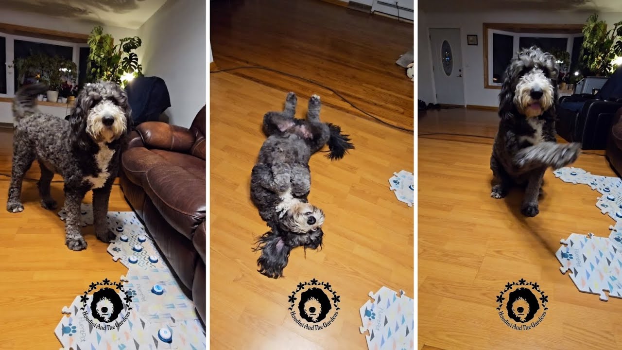 Training. Houdini the talking dog. Fluent Pet buttons #dog #fluentpet # ...
