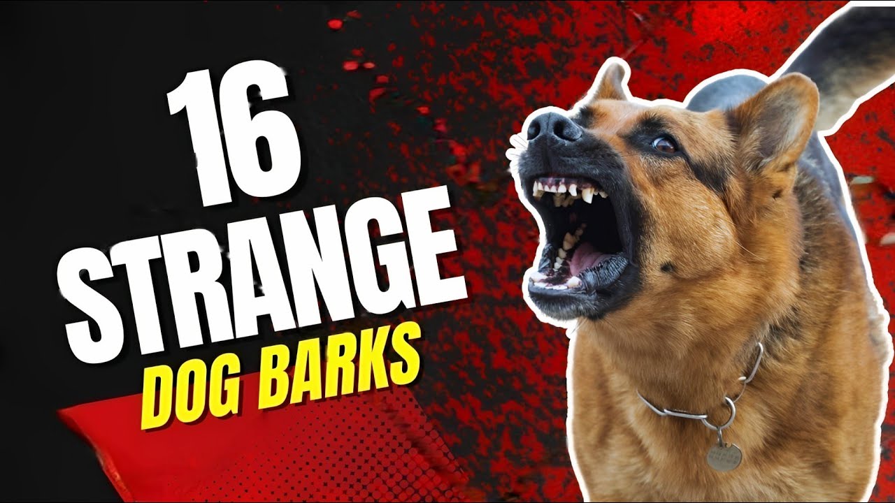 Amazing Variety of Dog Barks - Funny and Strange Barking Sounds ...