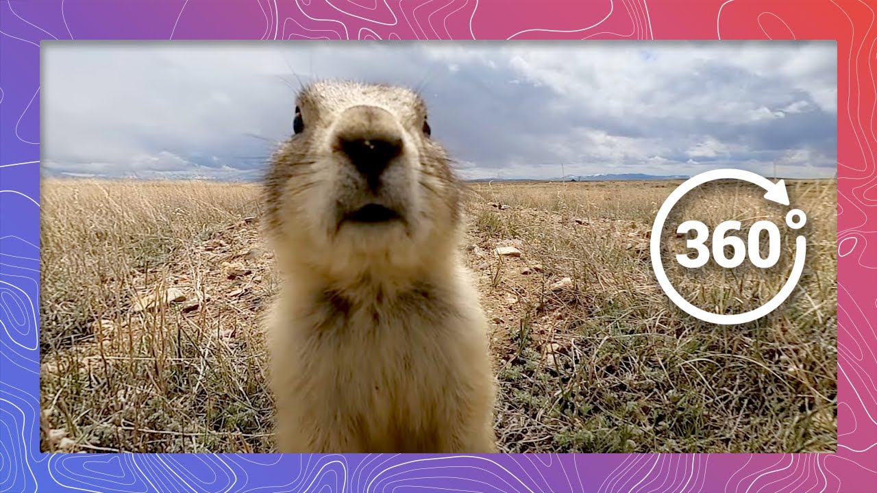 What Are Prairie Dogs Predators