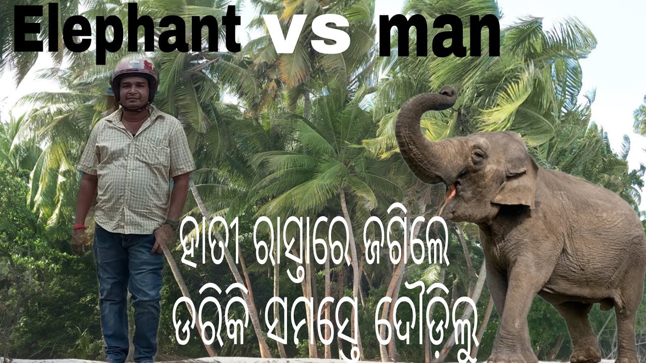 Elephant vs man😃ବାଟରେ ହାତୀ ସହିତ୍ୟ ଭେଟହେଲା ରାସ୍ତା ବି ଜାମ୍ କରିଦେଲା ଆମ ...