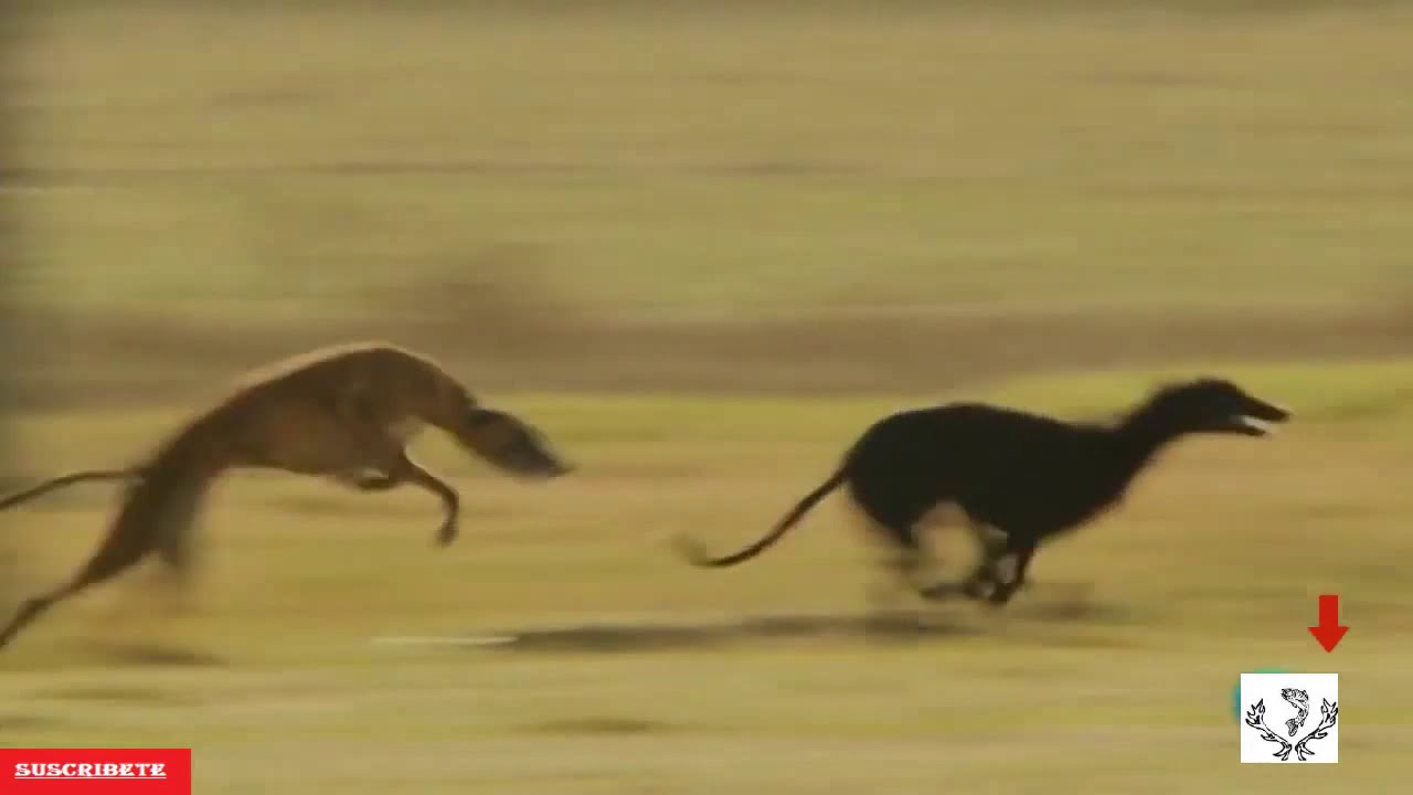 Caza de liebres. CAZA CON GALGOS. Caza de liebres con Galgo. Vídeo de ...