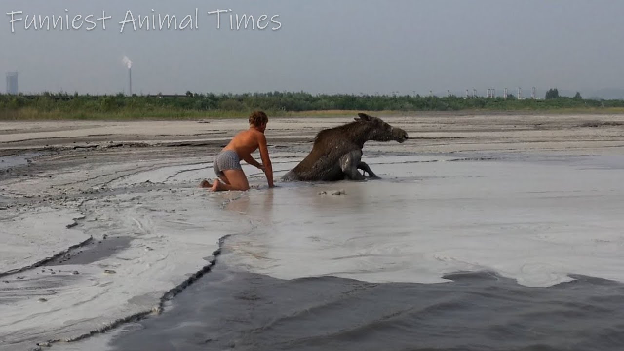 Amazing Animal Rescues Caught on Camera 🥰 - YouTube