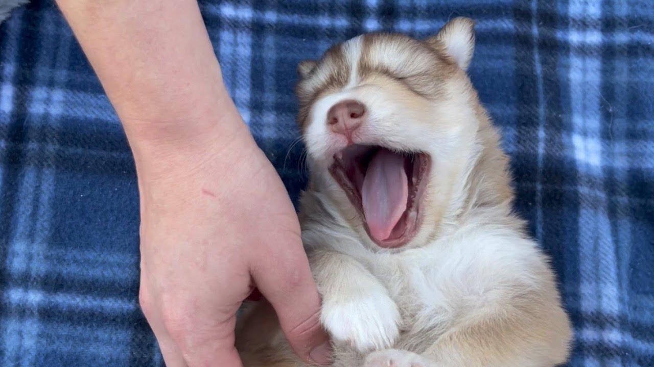 Best Bowtie Pomsky Love - Pomsky name Star, Beautiful 1st Generation F1 ...