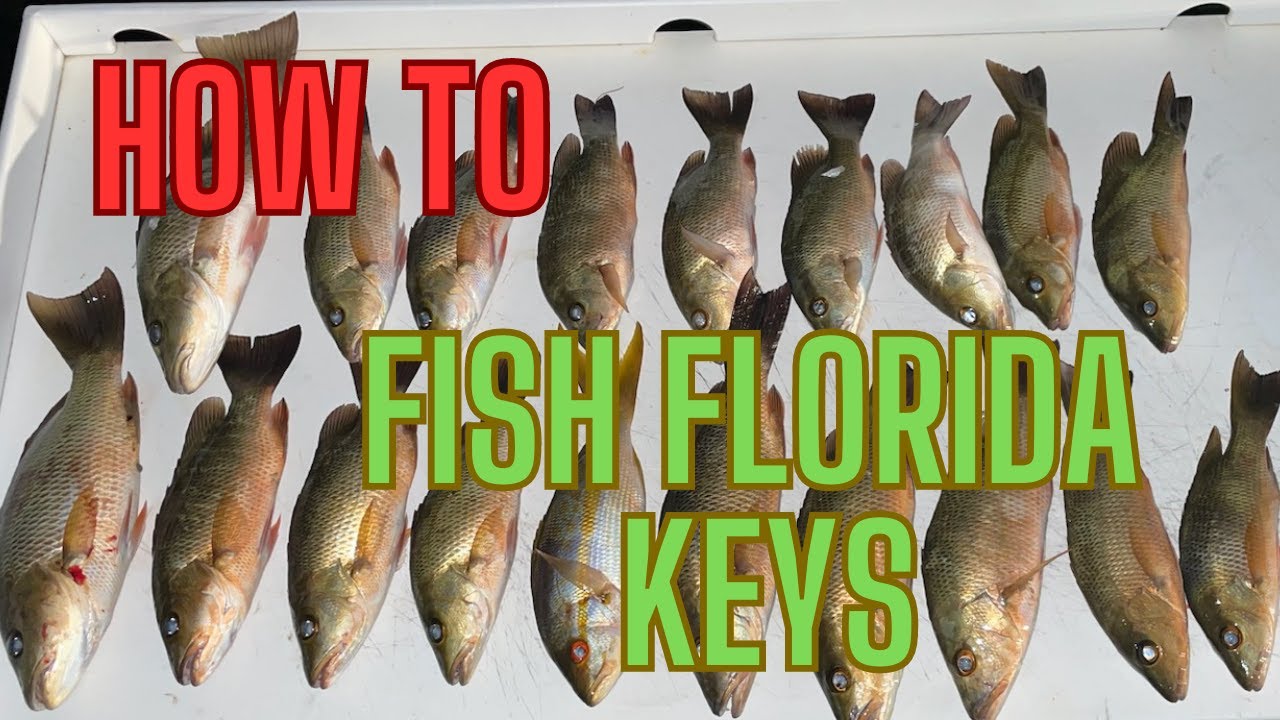 How to Fish Florida Keys #saltwaterfishing #fishinglife #fishingvideo ...